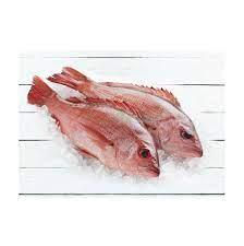 DENTON SNAPPER 3KG FROZEN | Exotic World Foods - Shop | Shop